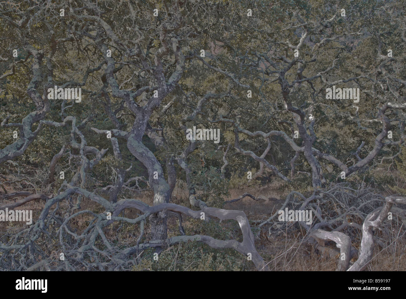 Scrub oak hi-res stock photography and images - Alamy