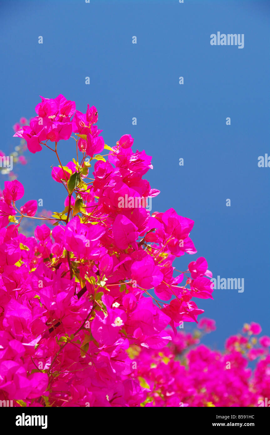 Bougainvilla red hi-res stock photography and images - Alamy