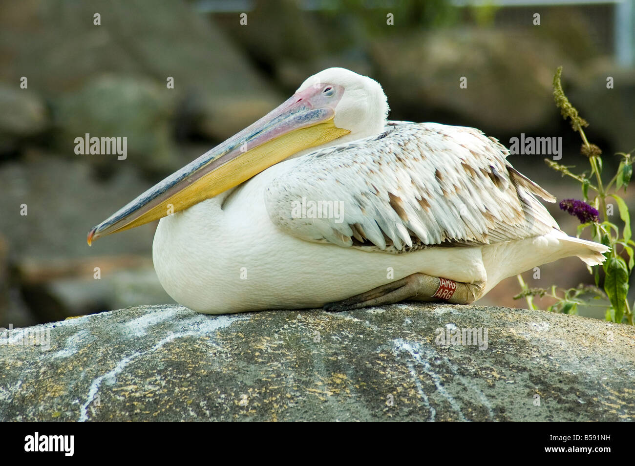 pelican sleeping on a rock Stock Photo - Alamy