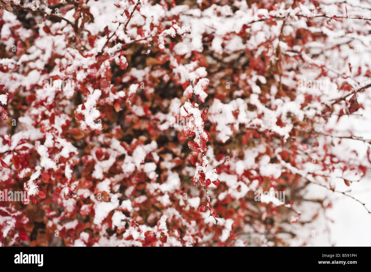 Frozen arctic foliage hi-res stock photography and images - Alamy