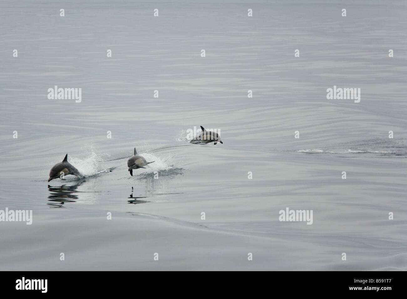 Pods of dolphins hi-res stock photography and images - Alamy