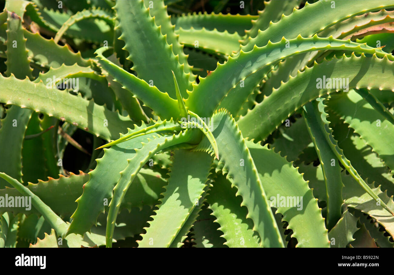 Aloe vera plant growing not white hi-res stock photography and images ...
