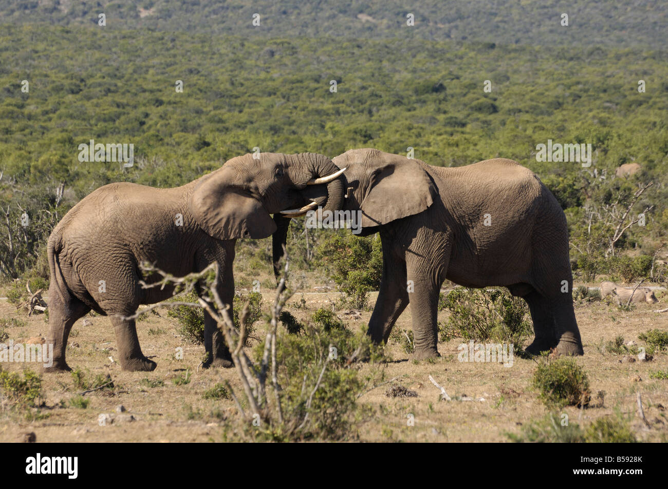 African elephants Addo Elephant Park South Africa Stock Photo - Alamy