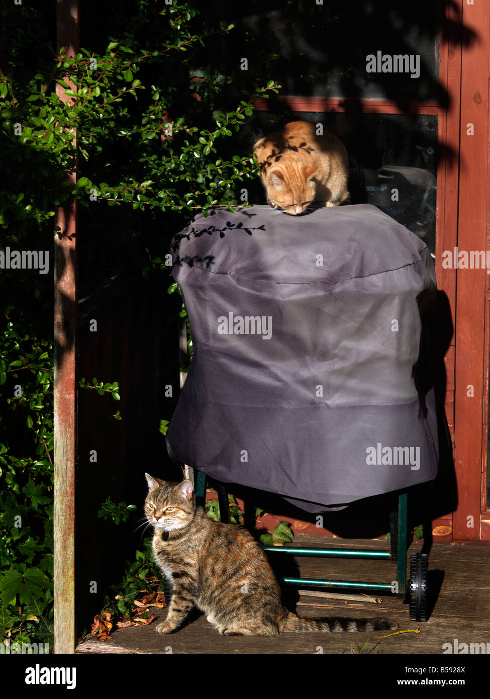 Cats in a Garden England Stock Photo - Alamy