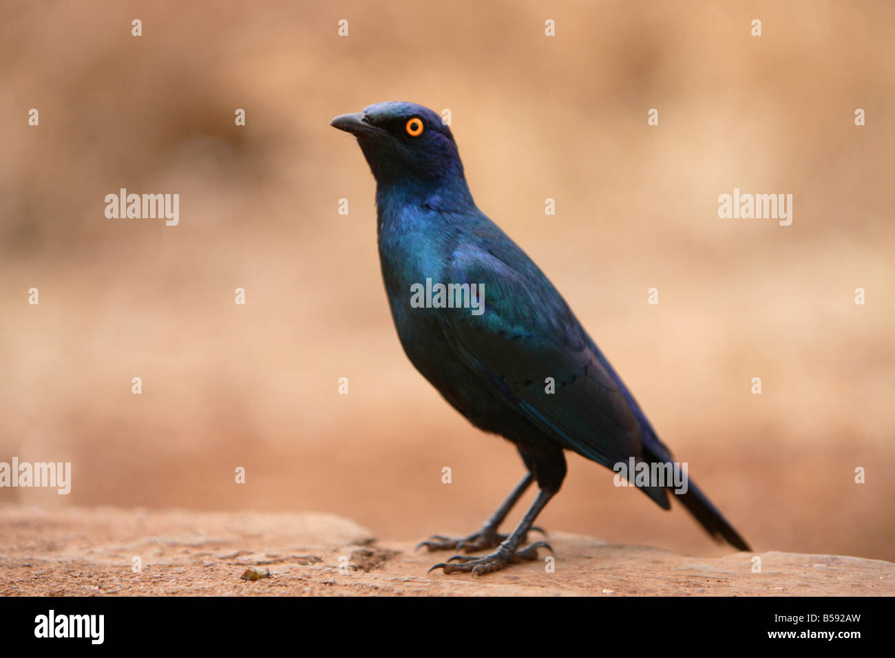 Cape Glossy Starling (Lamprotornis nitens) - Kruger National Park ...