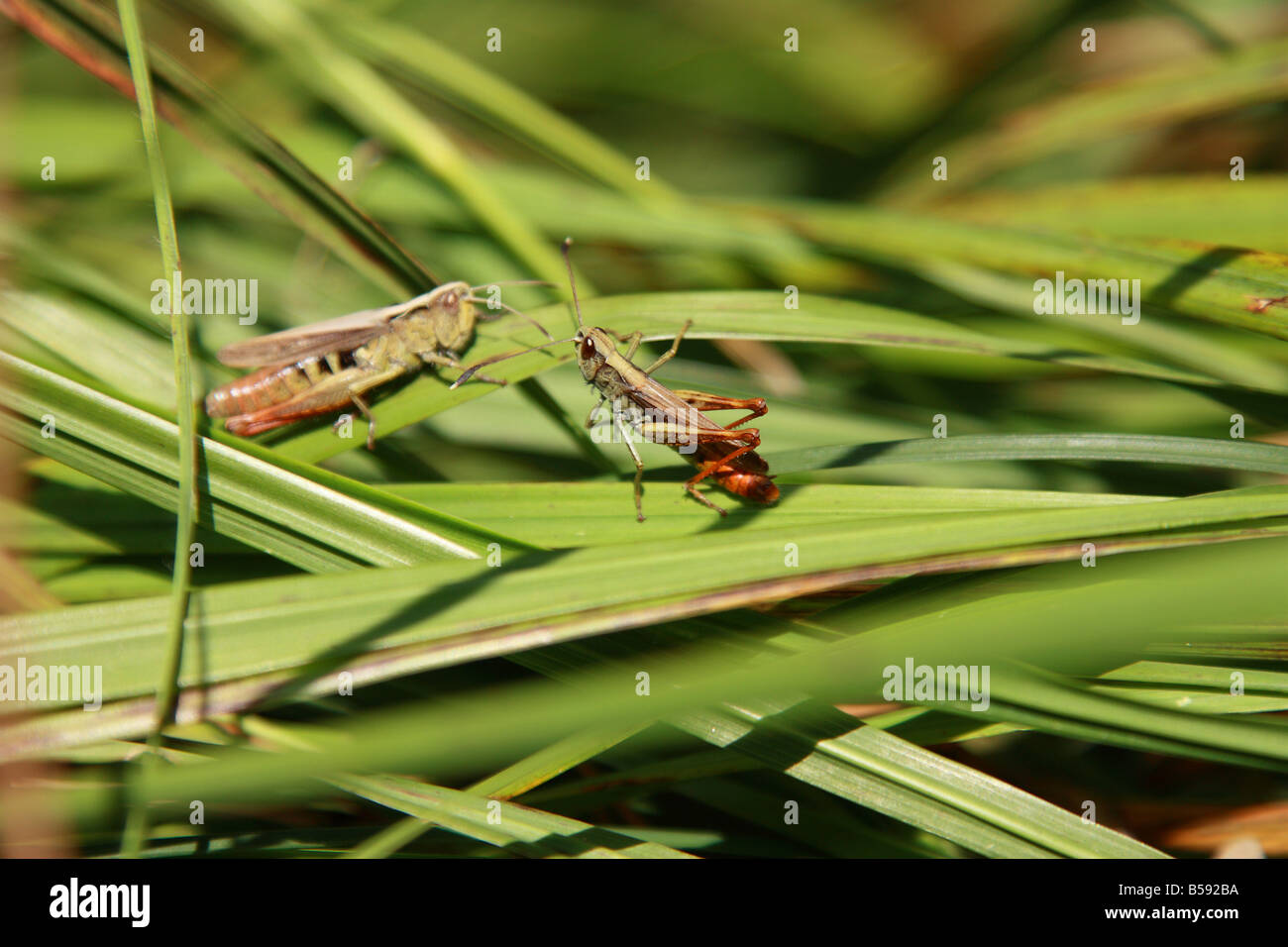 Lange insect hi-res stock photography and images - Alamy