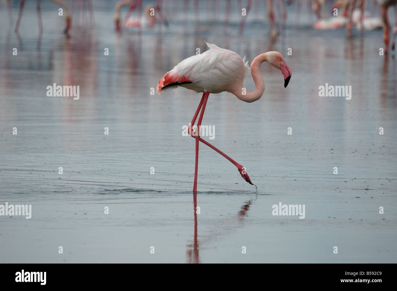 a picture of a flamingo Stock Photo - Alamy