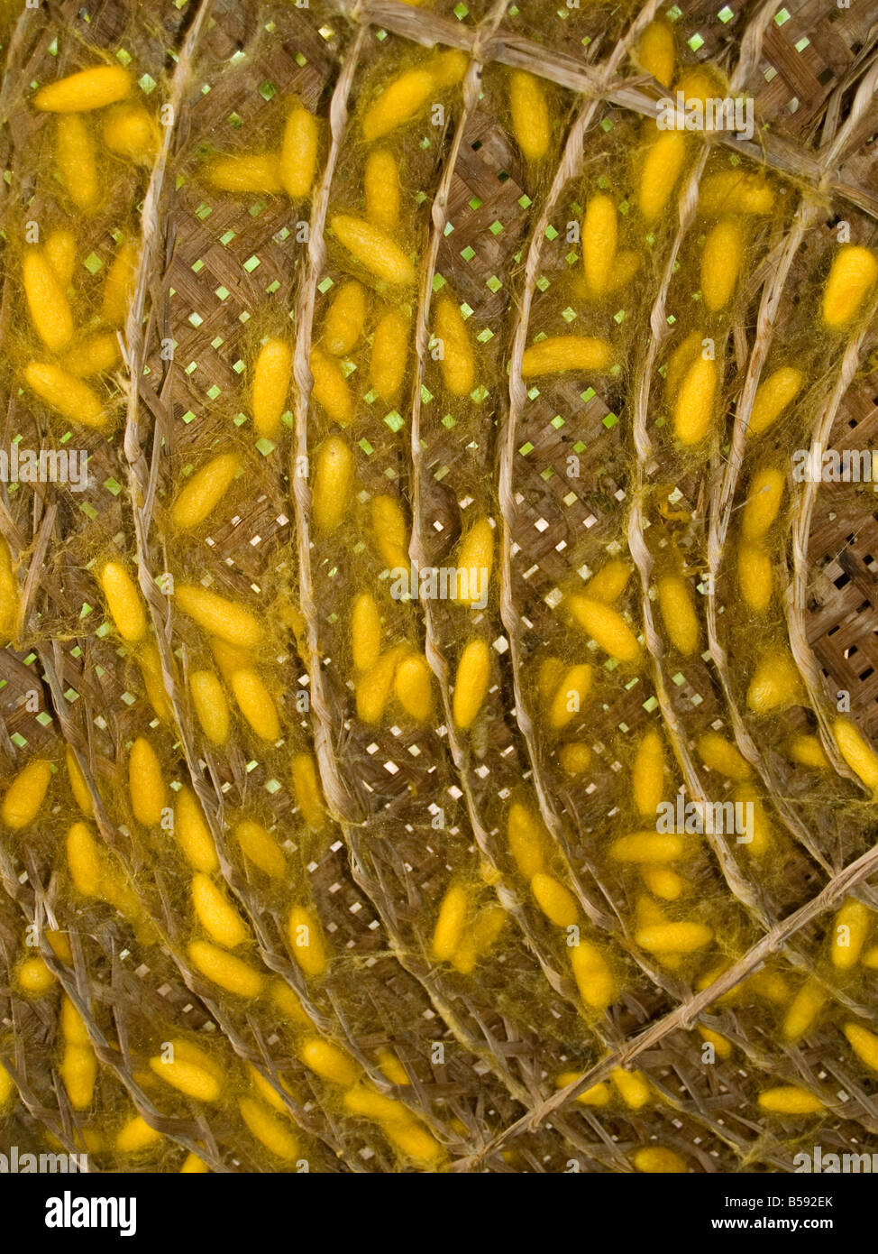 silkworms spinning cocoons at the Queen Sirikit Sericulture Center in ...