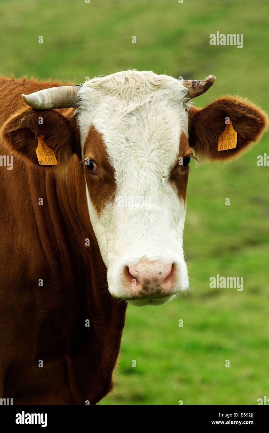 Cow in pasture closeup of head Stock Photo - Alamy