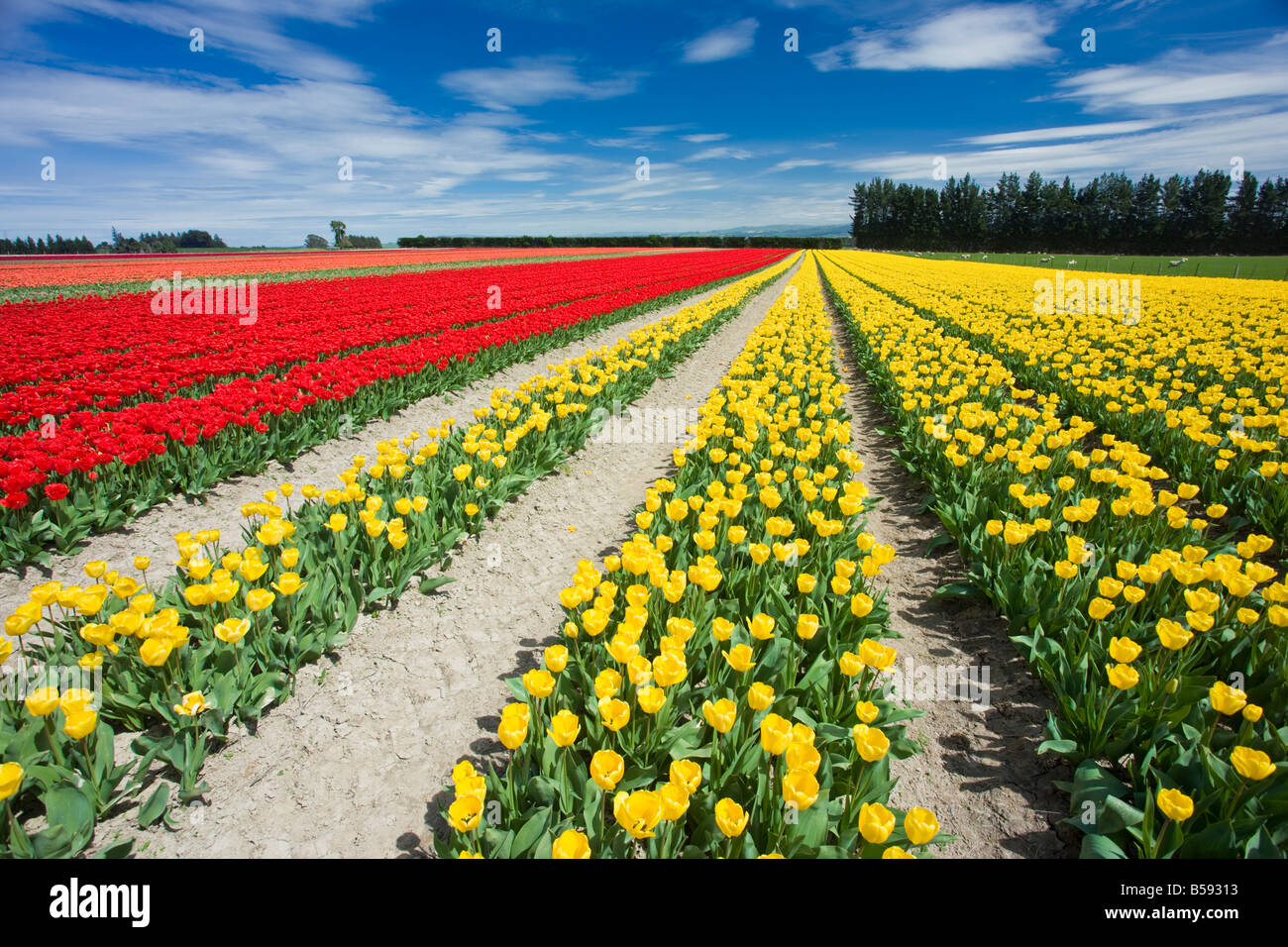 A beautiful field of tulips Stock Photo - Alamy