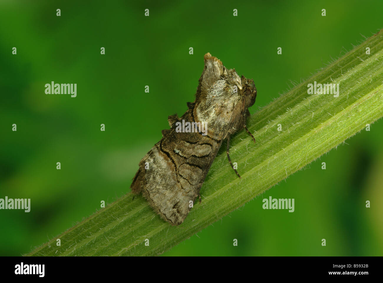 The spectacle (Abrostola tripartita), a common British moth Stock Photo ...