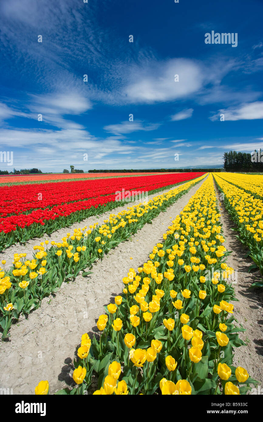 A beautiful field of tulips Stock Photo - Alamy
