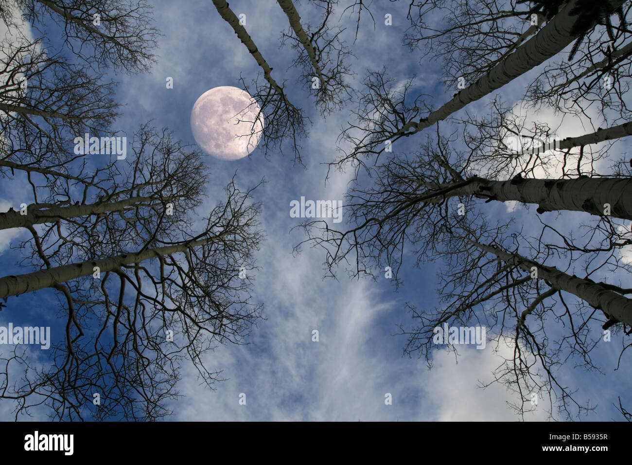 view up at a nearly full moon behind bare tree branches against a blue ...