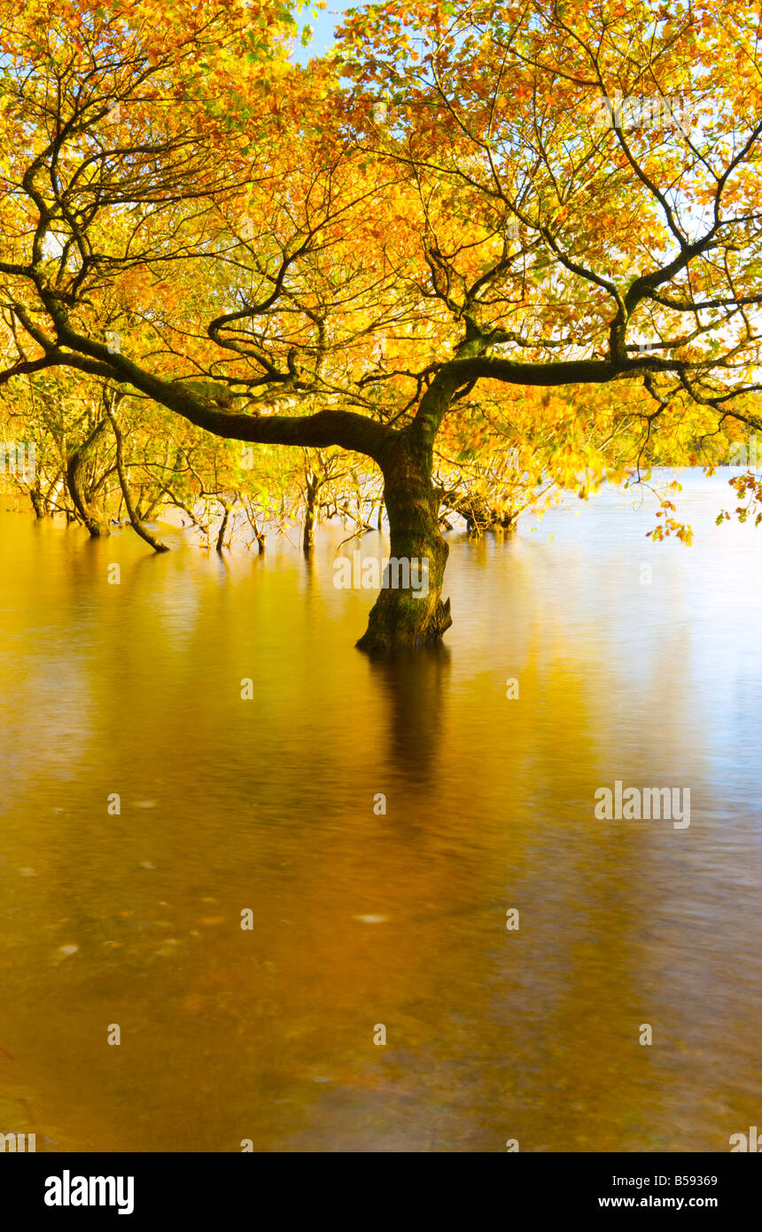 Tree surrounded by water hi-res stock photography and images - Alamy