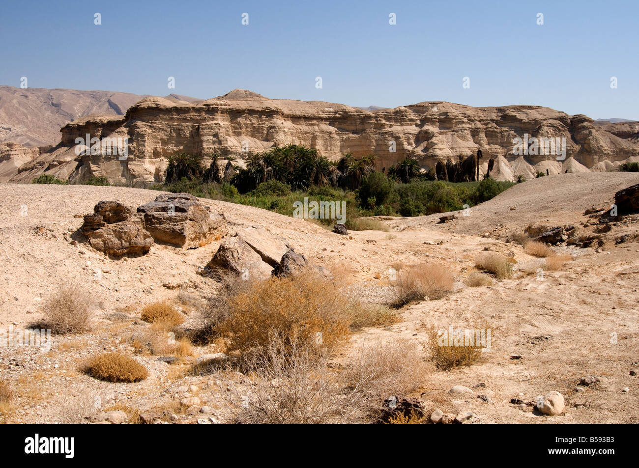 oasis in the wilderness of zin,negev desert Stock Photo - Alamy