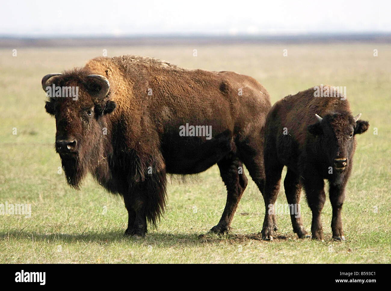 two wild buffalos Askania Nova Ukraine Stock Photo - Alamy