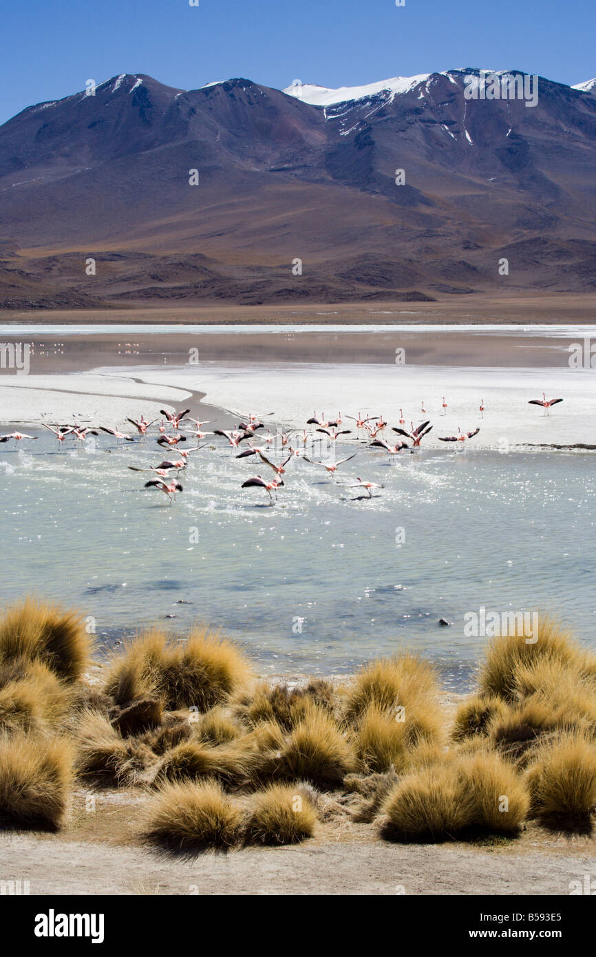 Altiplano laguna Charcota, Andes mountains, Bolivian desert, South ...