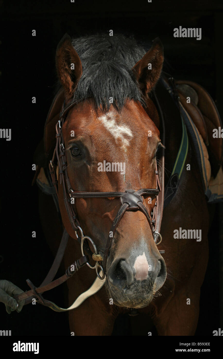 The red horse in dark stable Stock Photo - Alamy