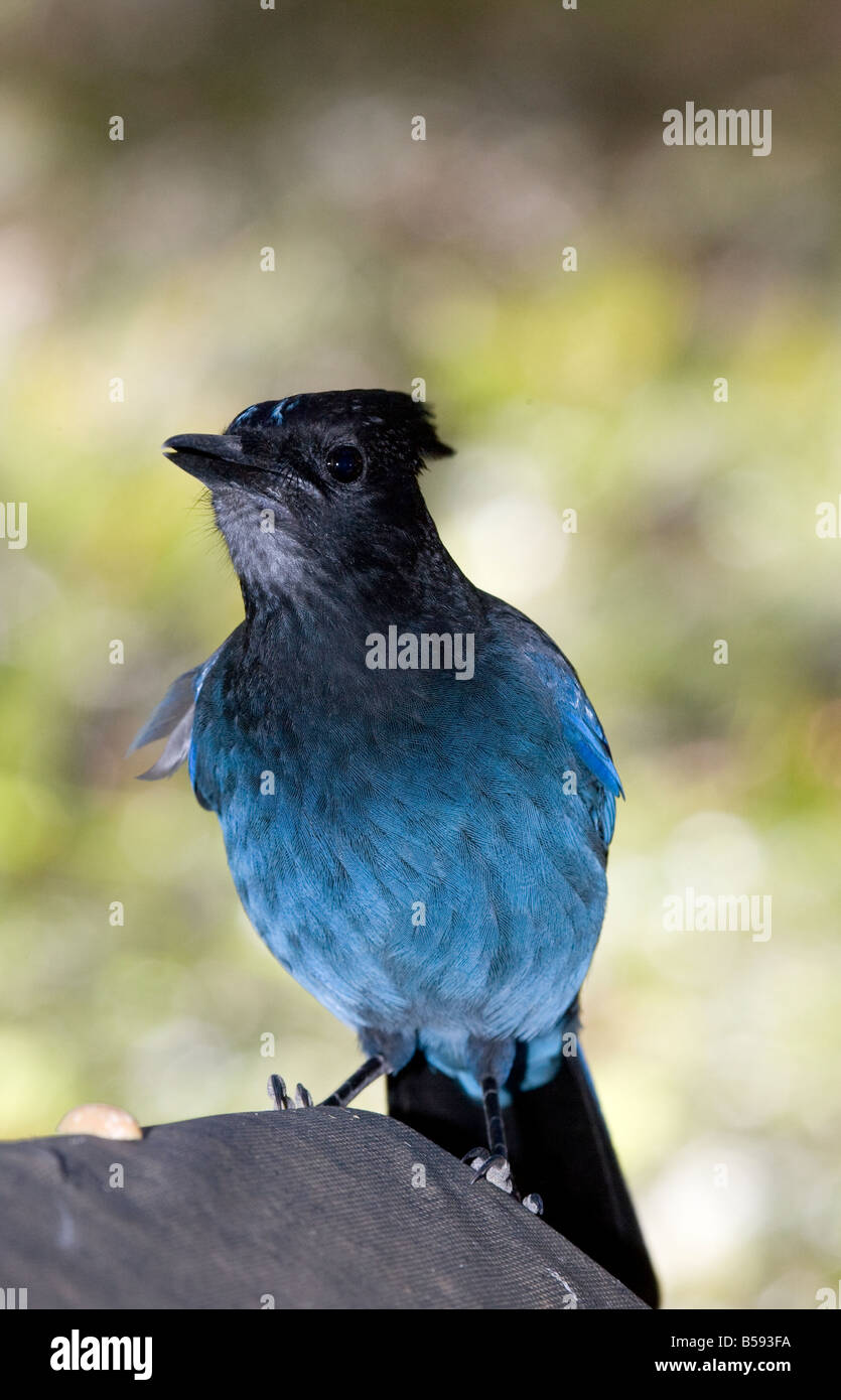 Steller's Blue Jay Looking at Camera Stock Photo - Alamy