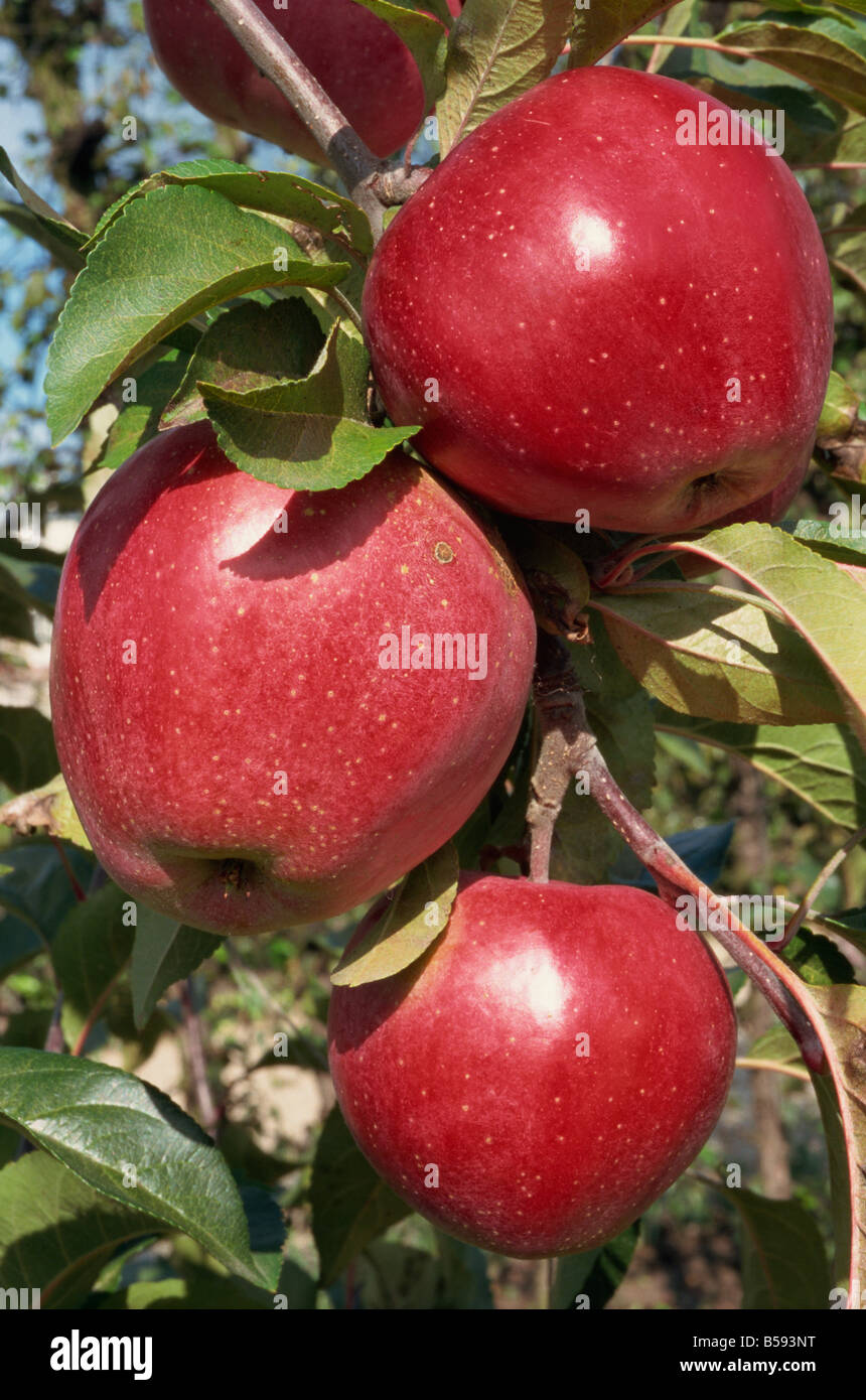 Close up of Gloster 69 apples on a tree in the Potager du Roi the King ...