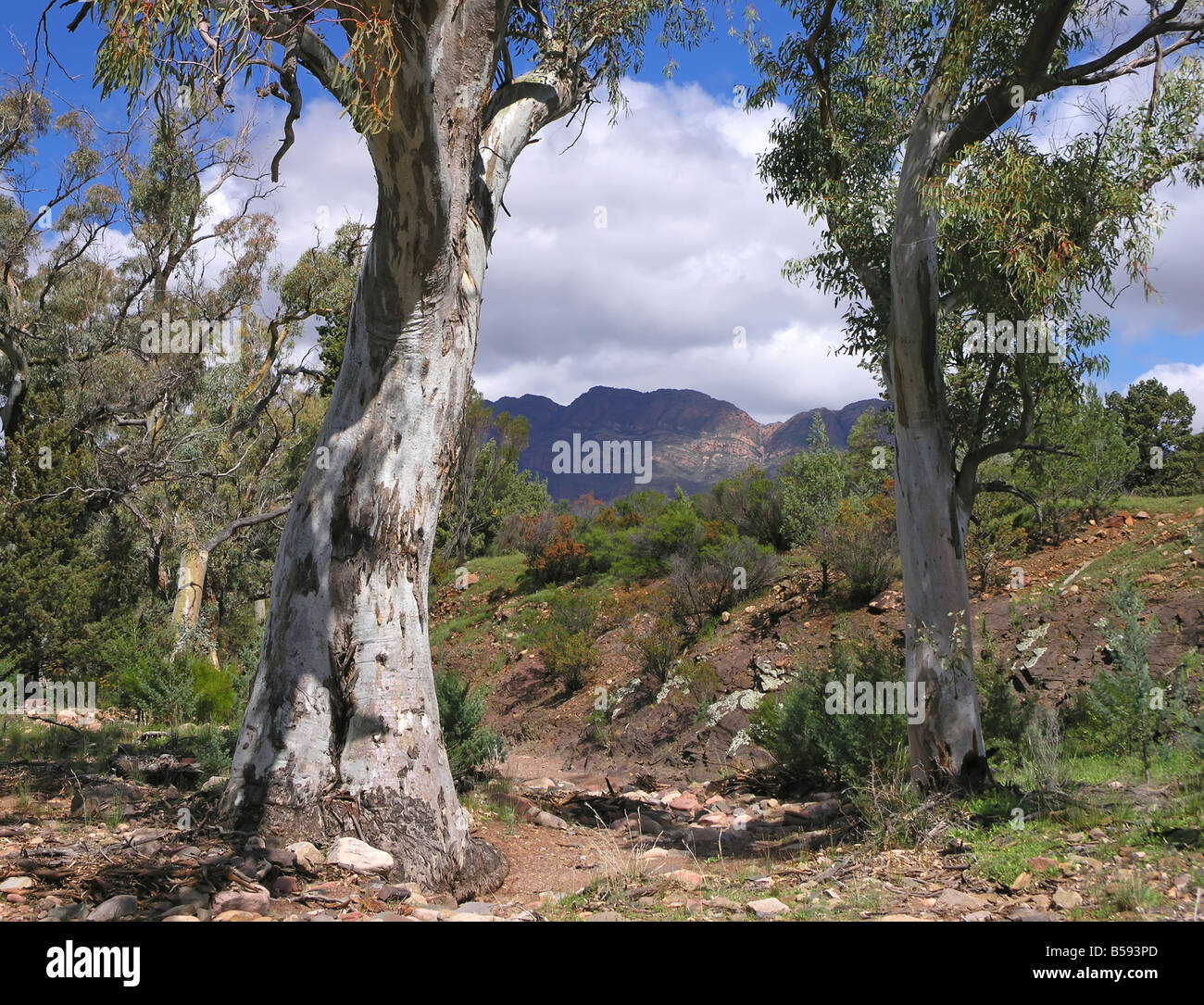 Kangaroo Creek and Elder Range Stock Photo - Alamy