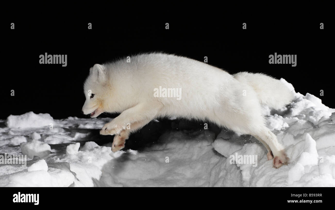 Fox jumping snow hi-res stock photography and images - Alamy