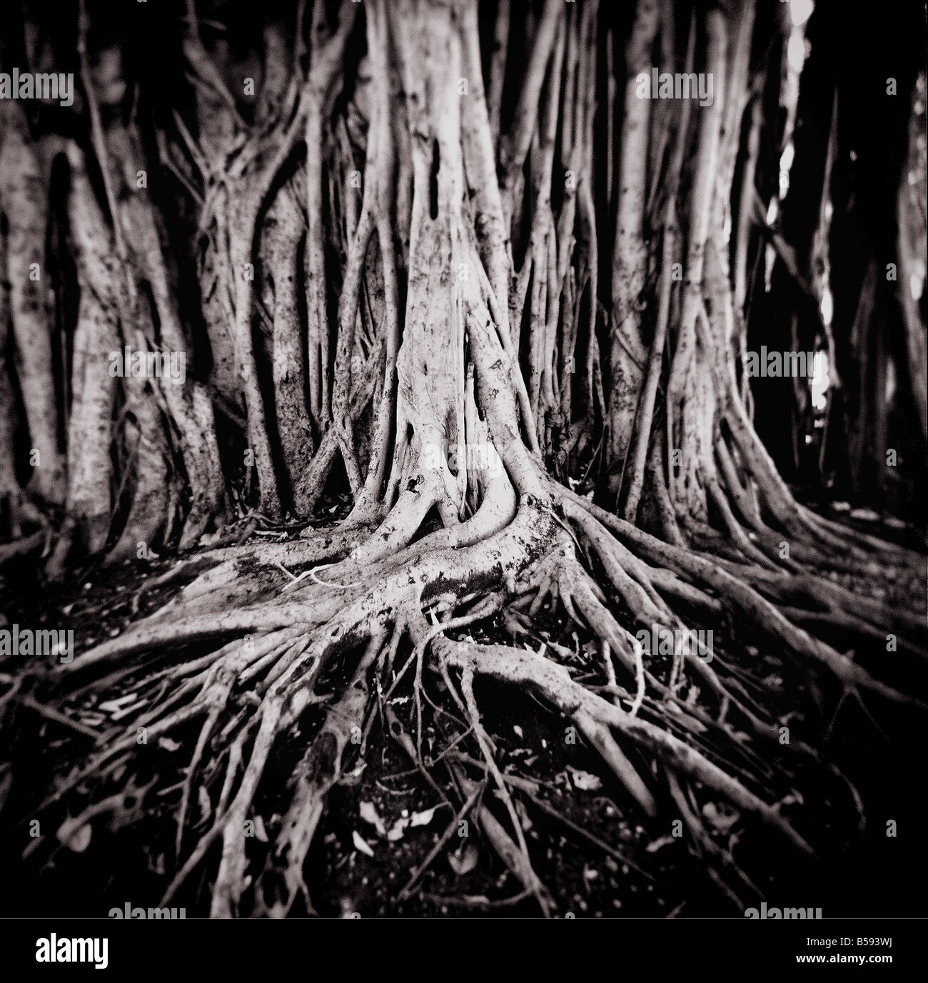 Roots of Figus tree growing in park in Miramar, Havana, Cuba, West ...