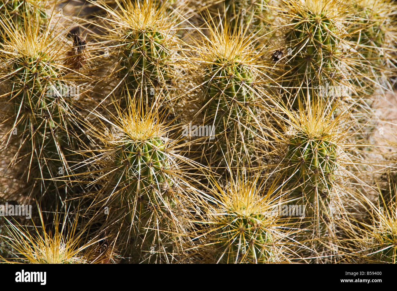 Cactus sharp needles painful hi-res stock photography and images - Alamy
