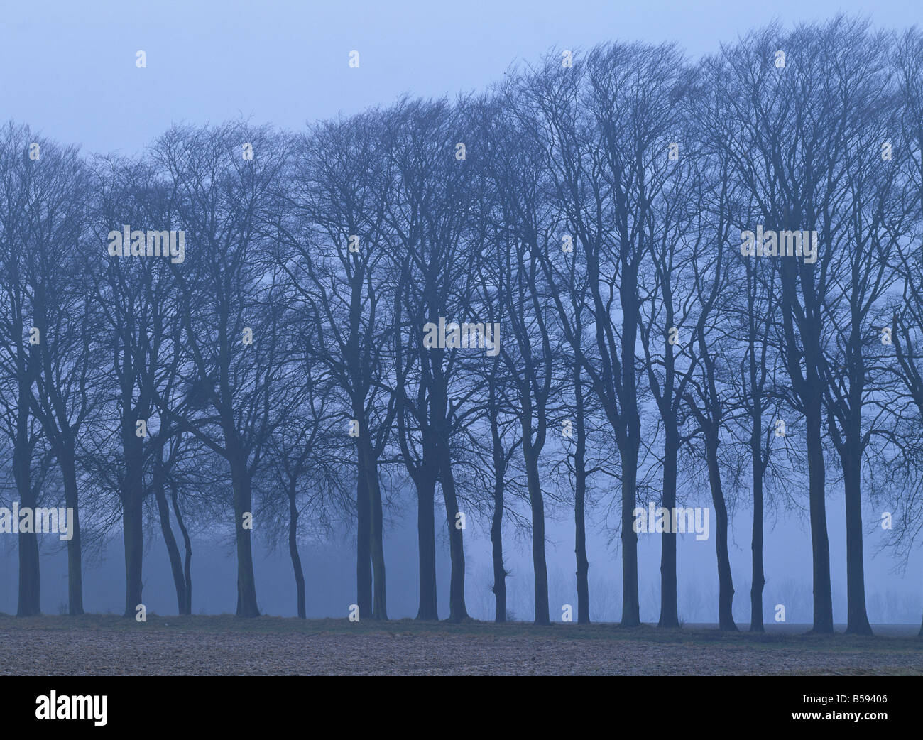 A line of bare trees on farmland in winter in the Canche Valley near ...