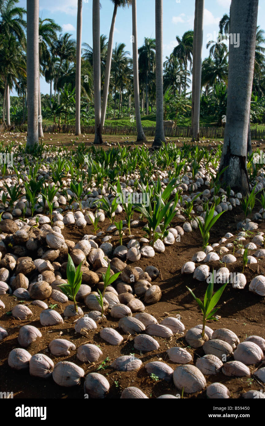 Forestry plantation propagation hi-res stock photography and images - Alamy