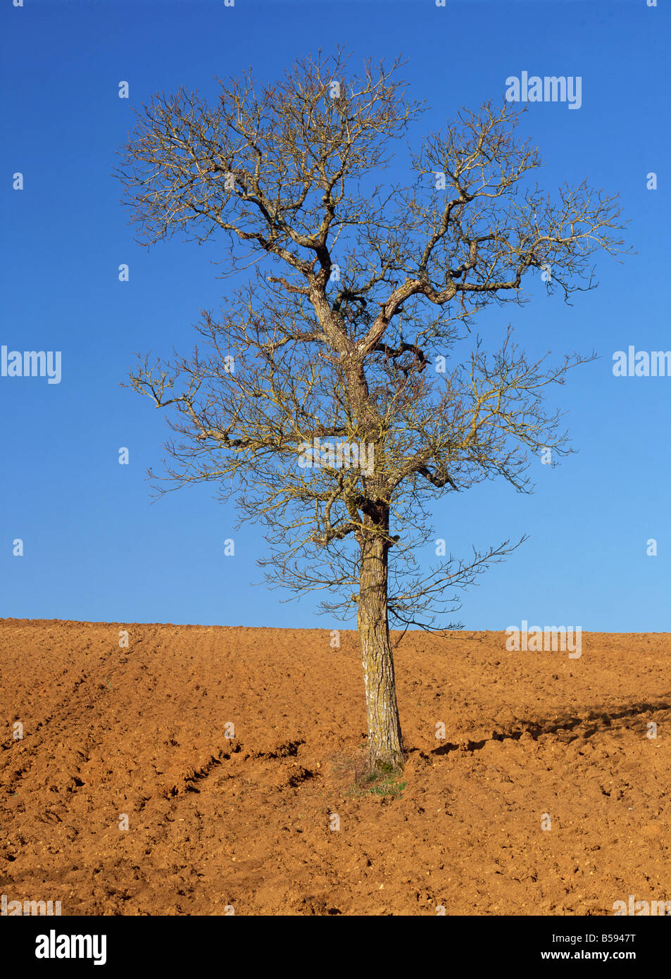 A single bare tree in a field near Irancy in Burgundy France M Busselle ...