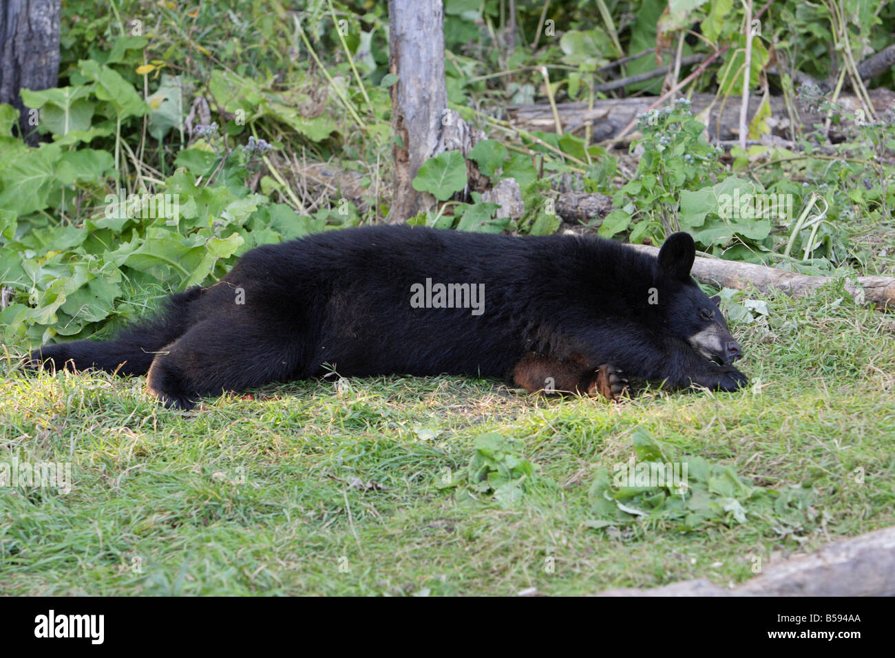 Black Bear Ursus americanus cub lying on its side sleeping in a ...