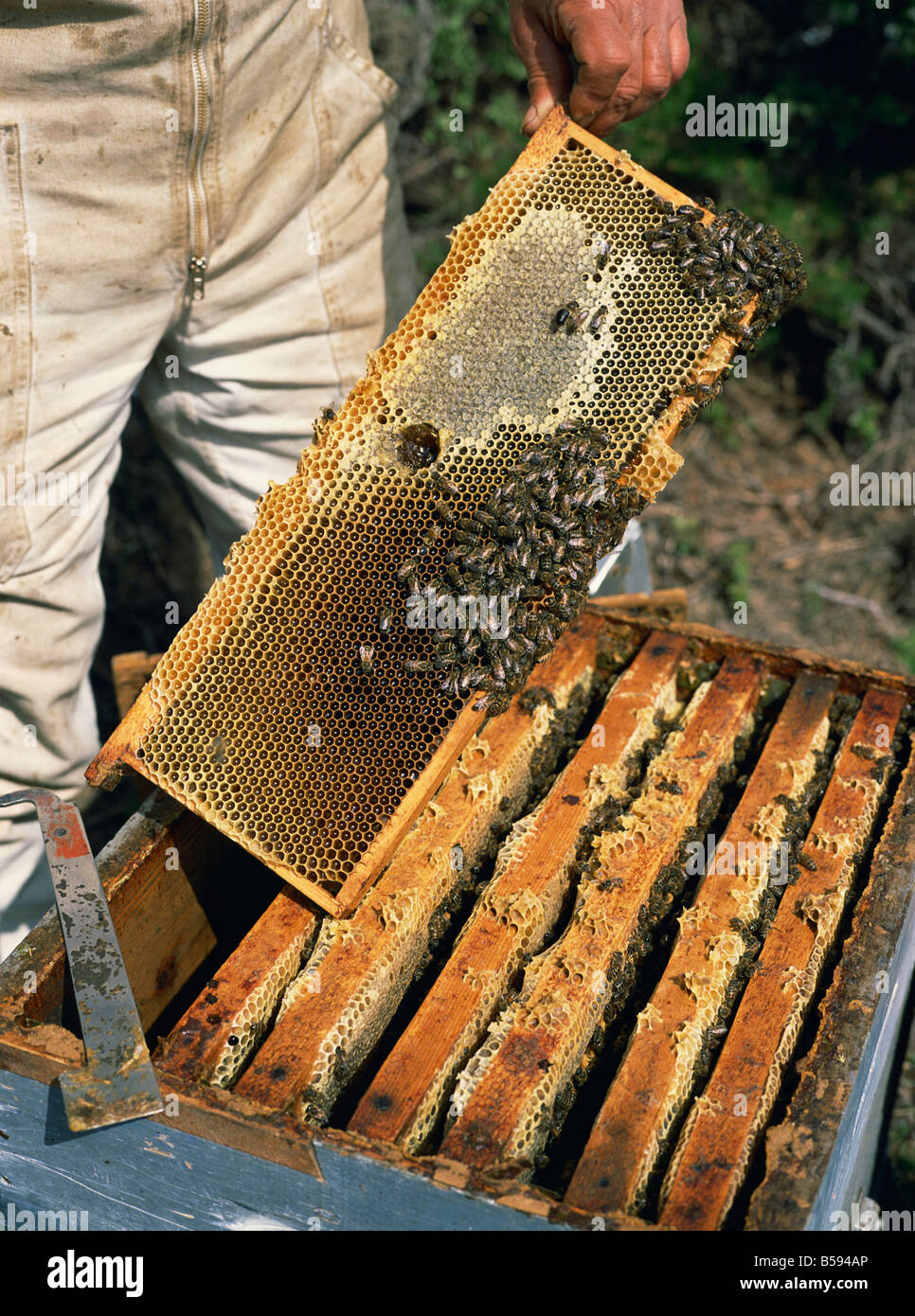 Collecting honey from combs hi-res stock photography and images - Alamy