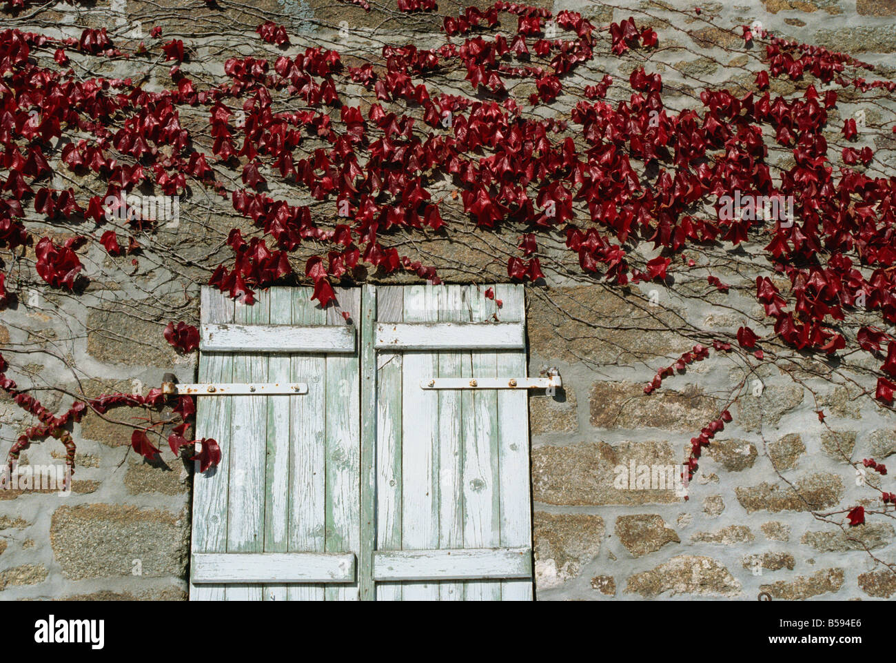 Creeper around windows hi-res stock photography and images - Alamy