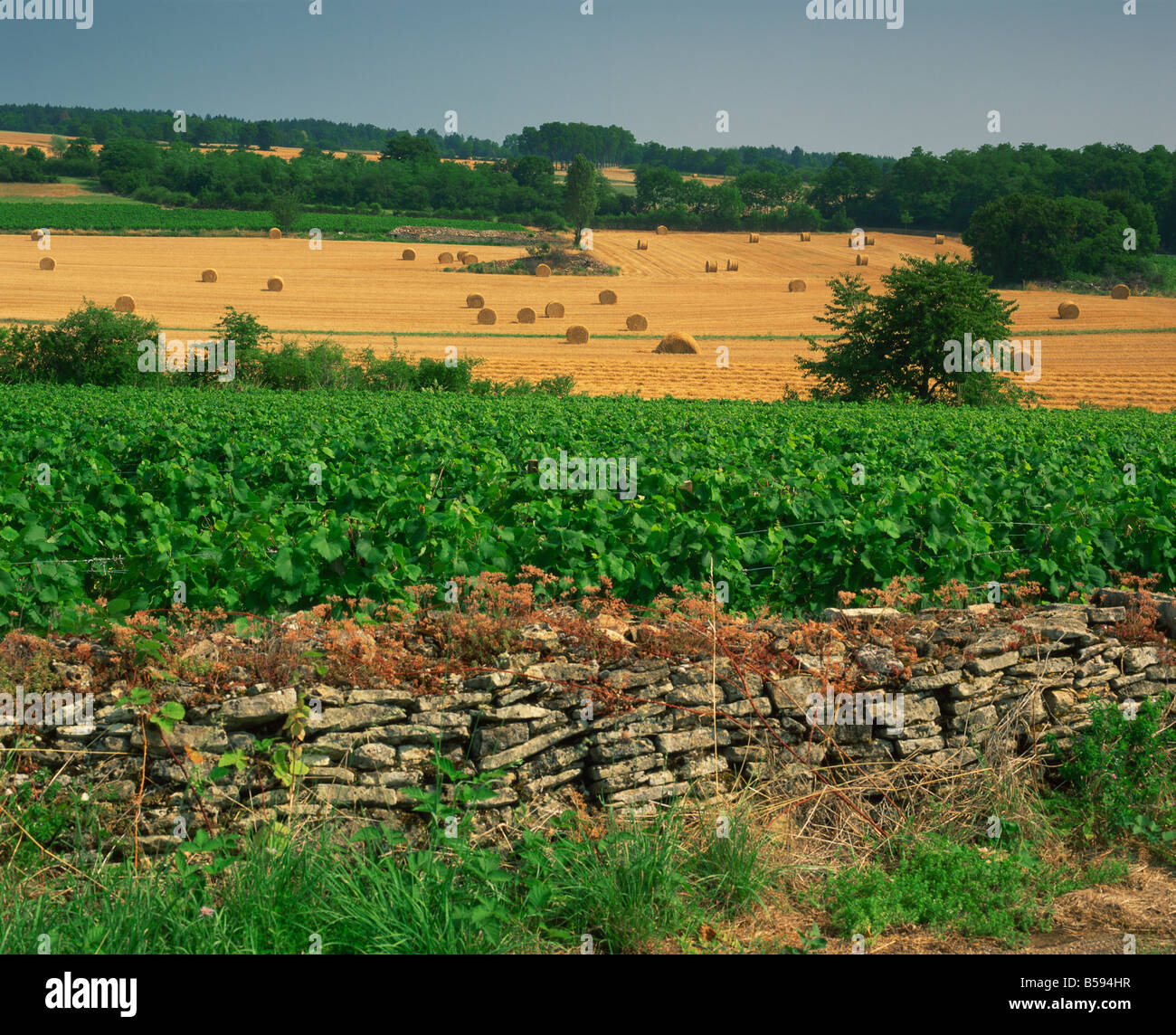 Landscape of vineyards and fields in the Haute Cotes de Beaune in ...
