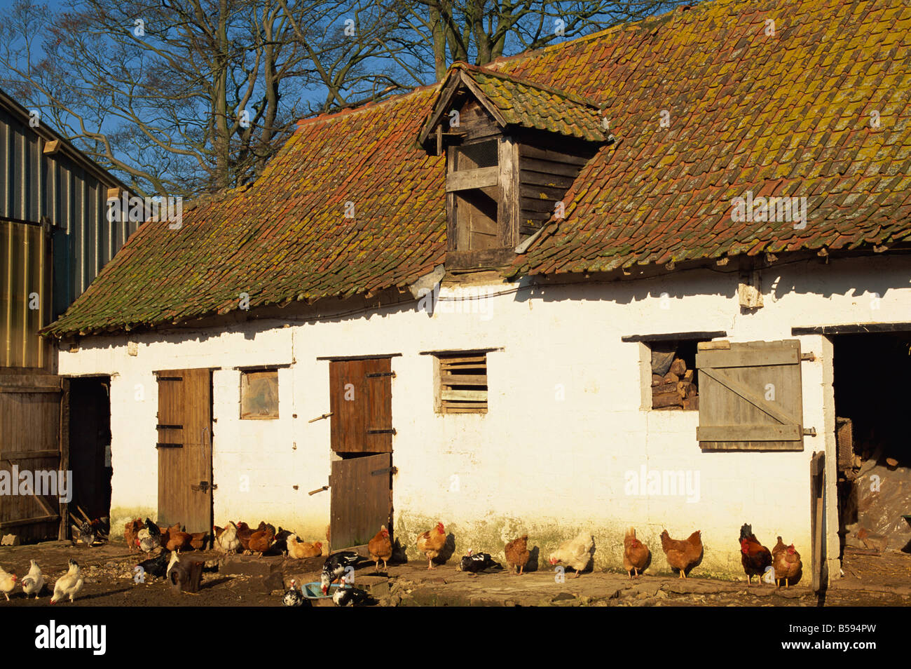 France farmhouse chickens hi-res stock photography and images - Alamy