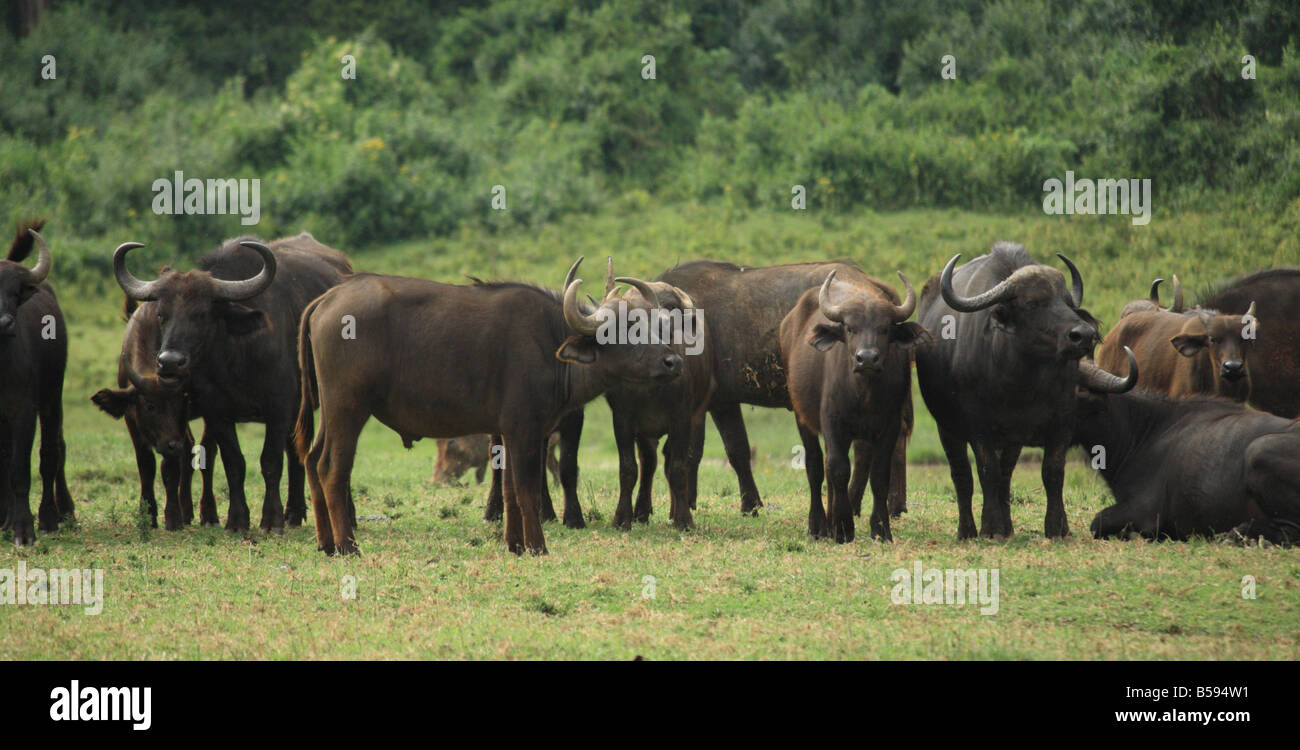 Herd buffalo hi-res stock photography and images - Alamy