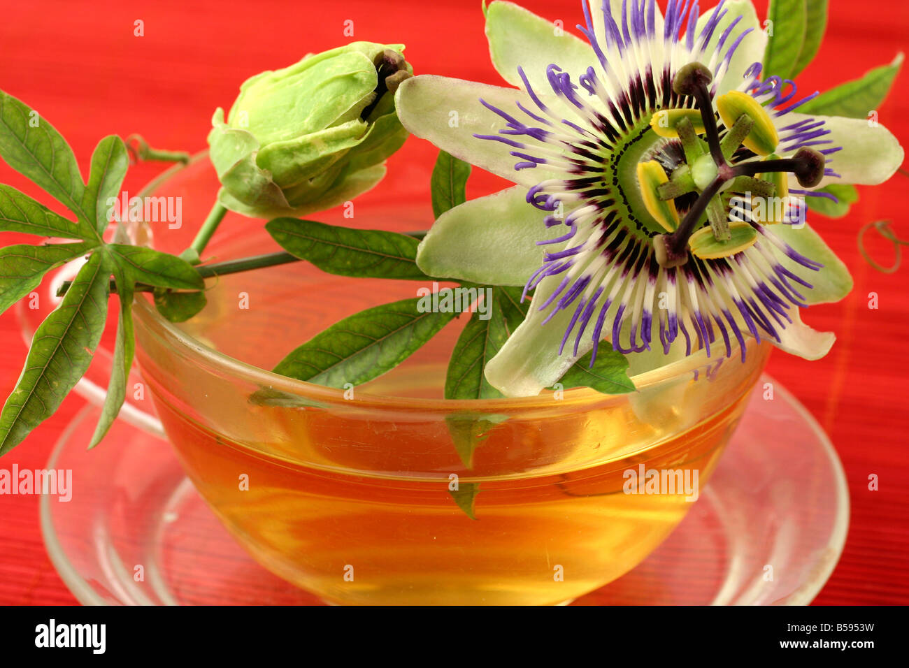 Passiflora sp hi-res stock photography and images - Alamy