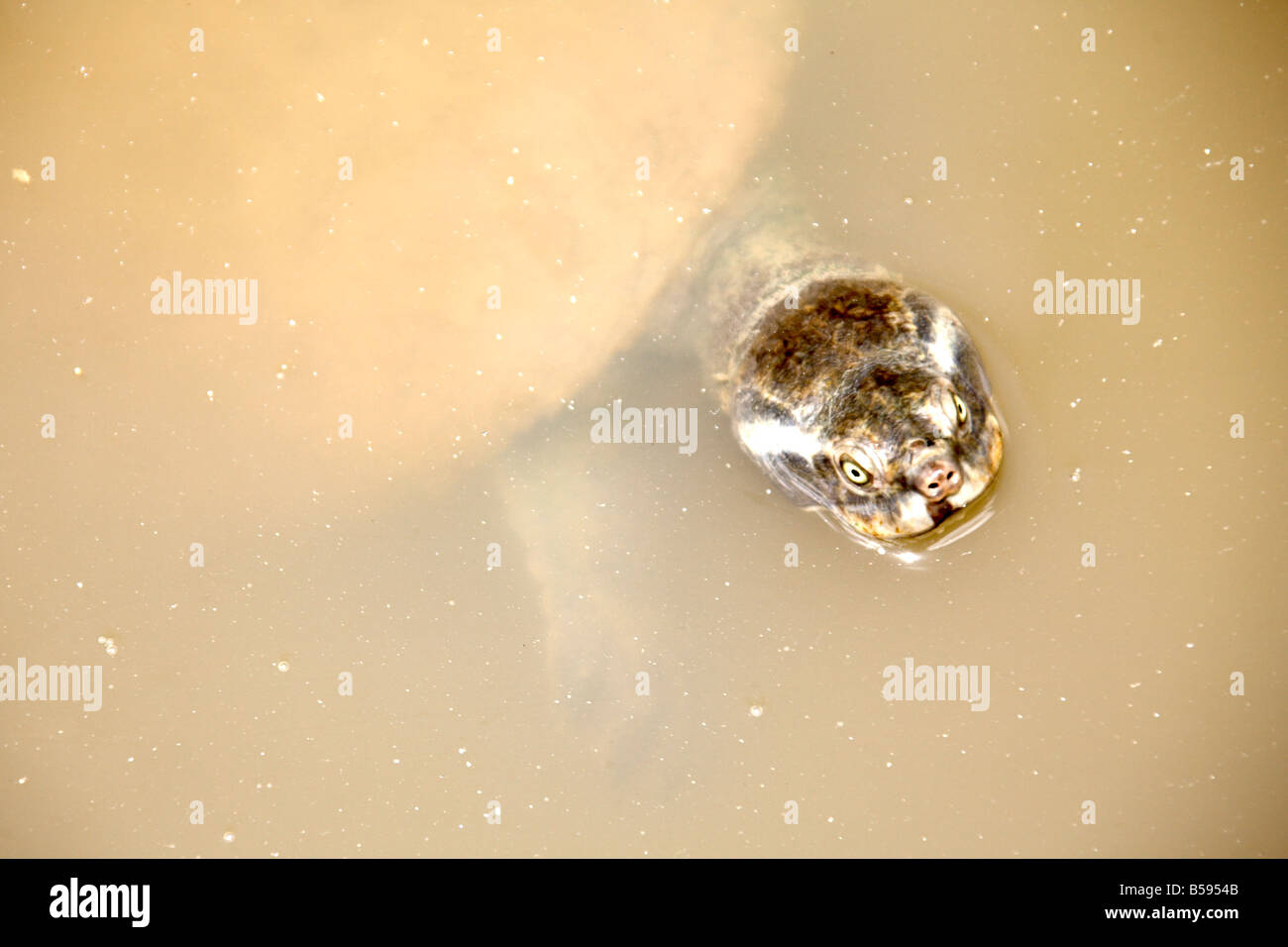 Turtle head looking out of pond water in Australia Zoo wildlife and ...