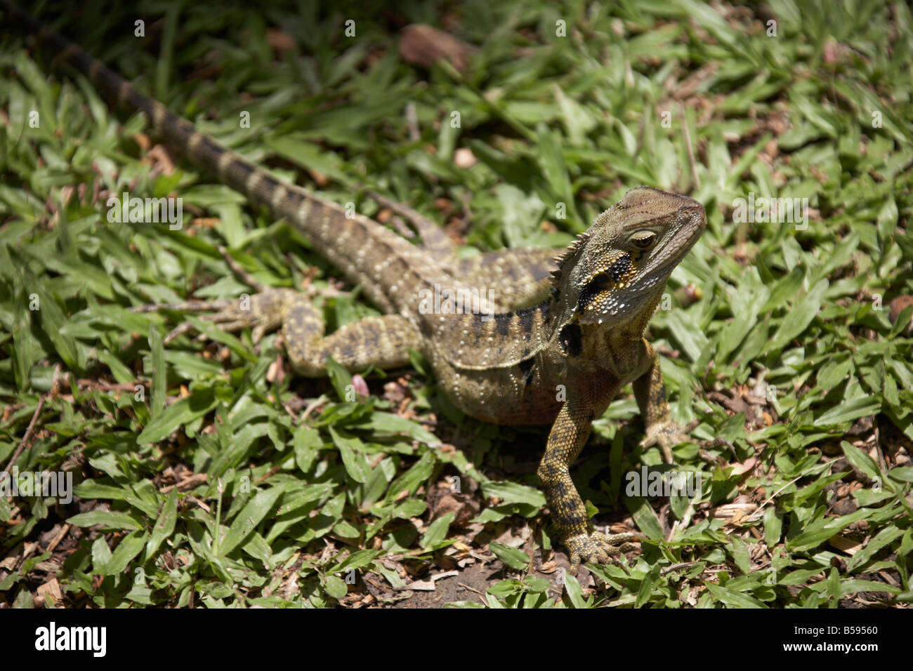 Lizard alert in Australia Zoo wildlife and wild animal park Sunshine ...