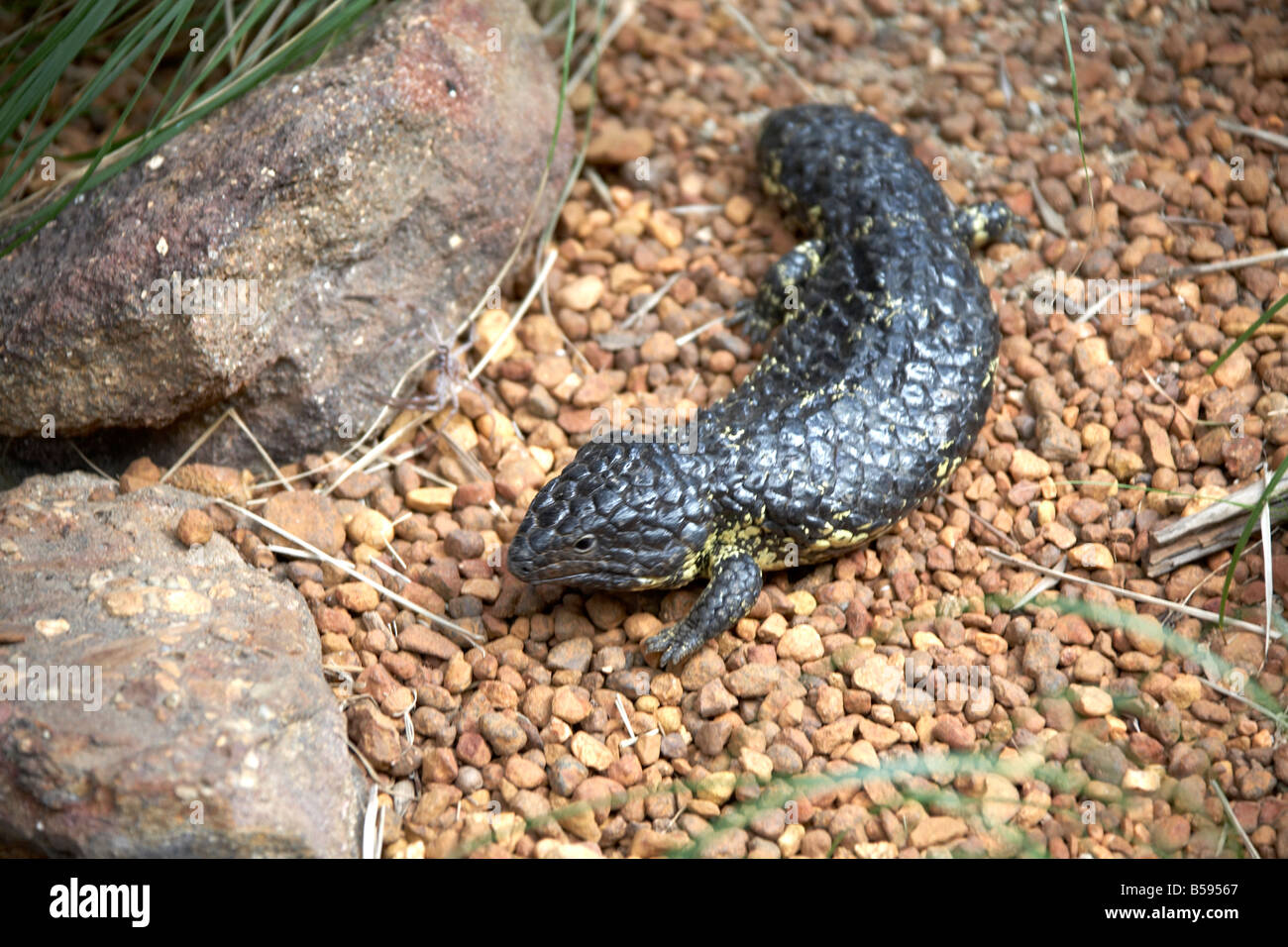 Australian skink hi-res stock photography and images - Alamy