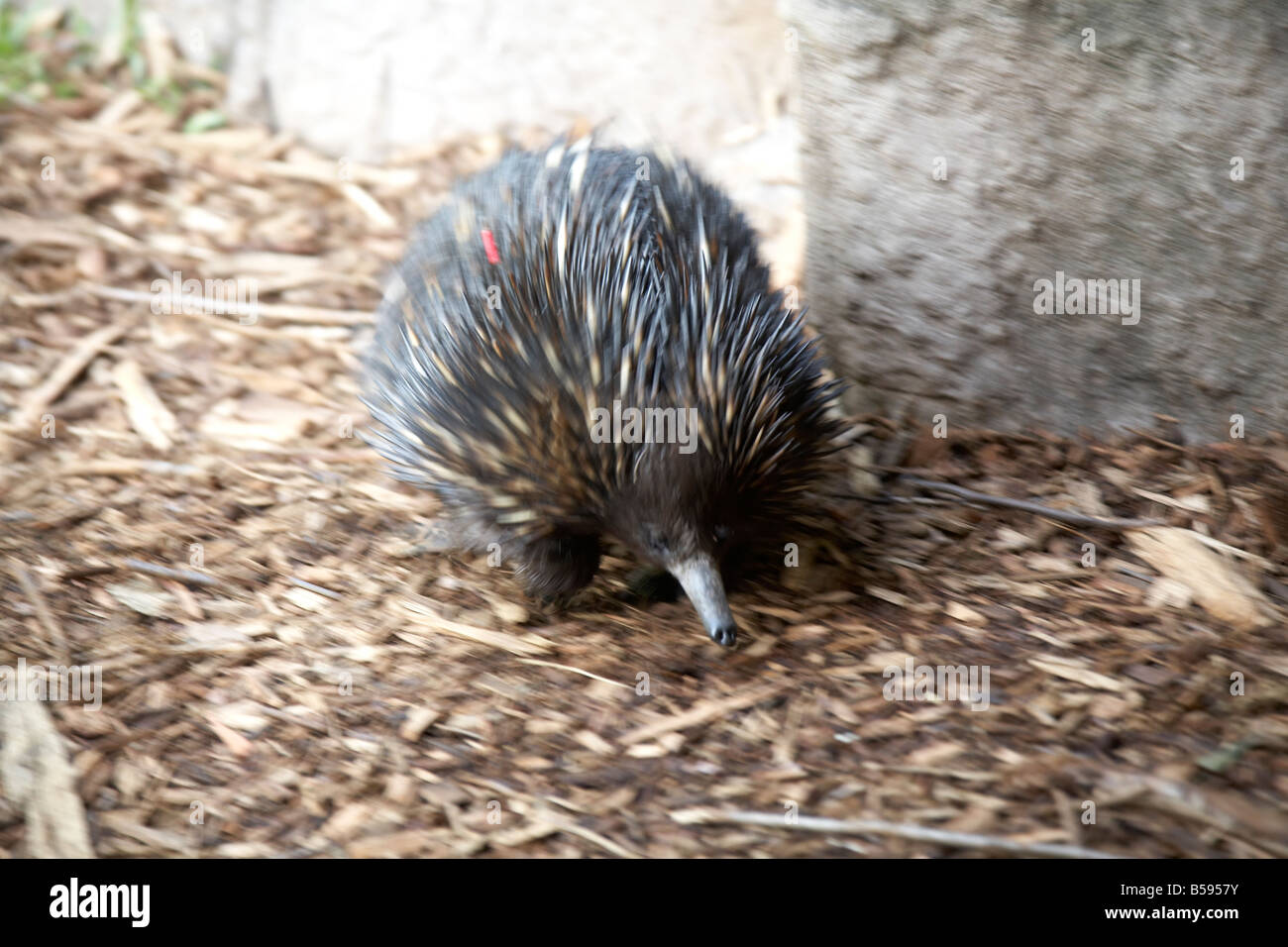 Echidna in Australia Zoo wildlife and wild animal park Sunshine Coast ...