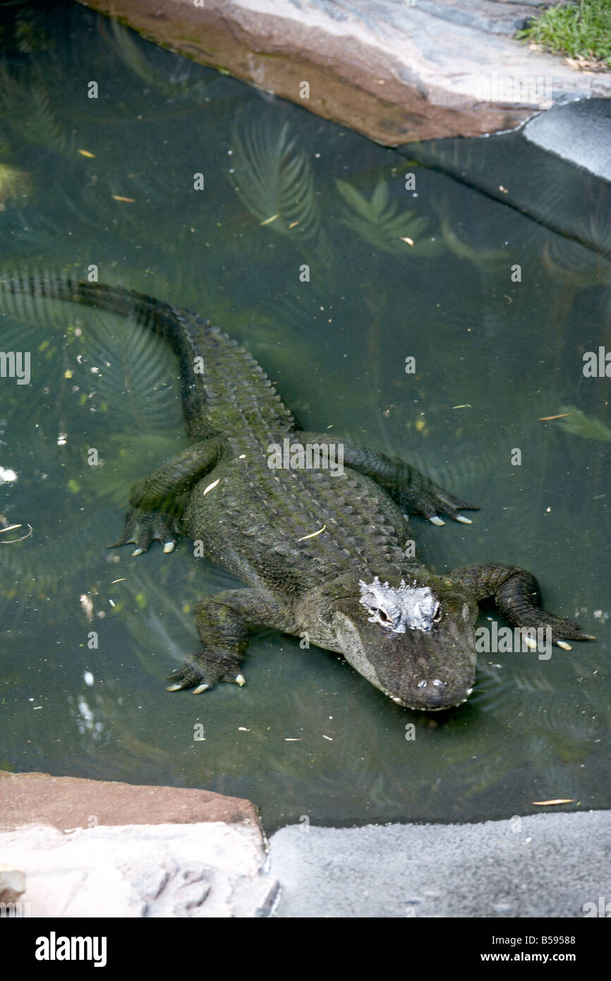 American alligator in Australia Zoo wildlife and wild animal park ...