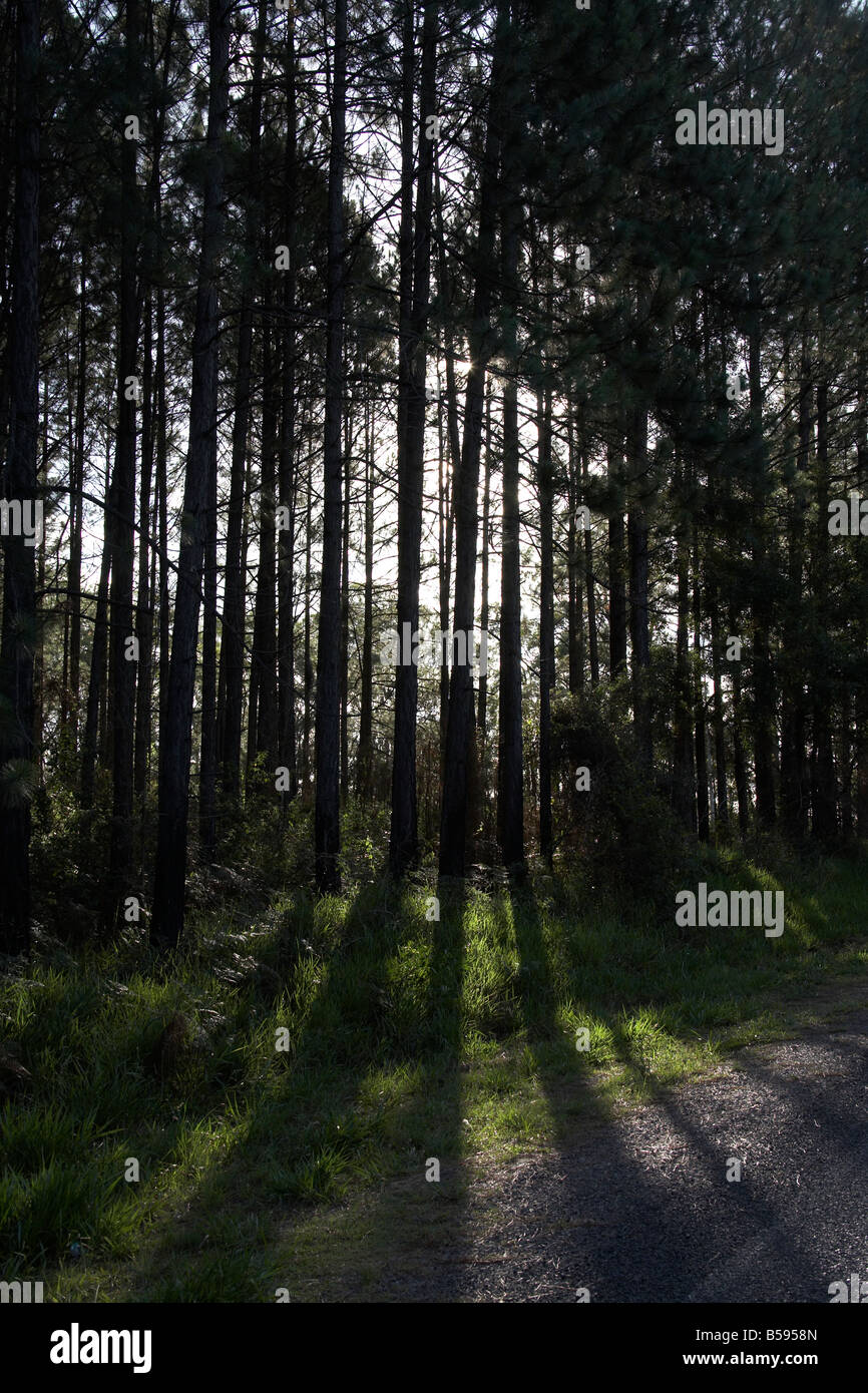 Sunlight coming through pine trees in Beerwah Sunshine Coast Queensland ...