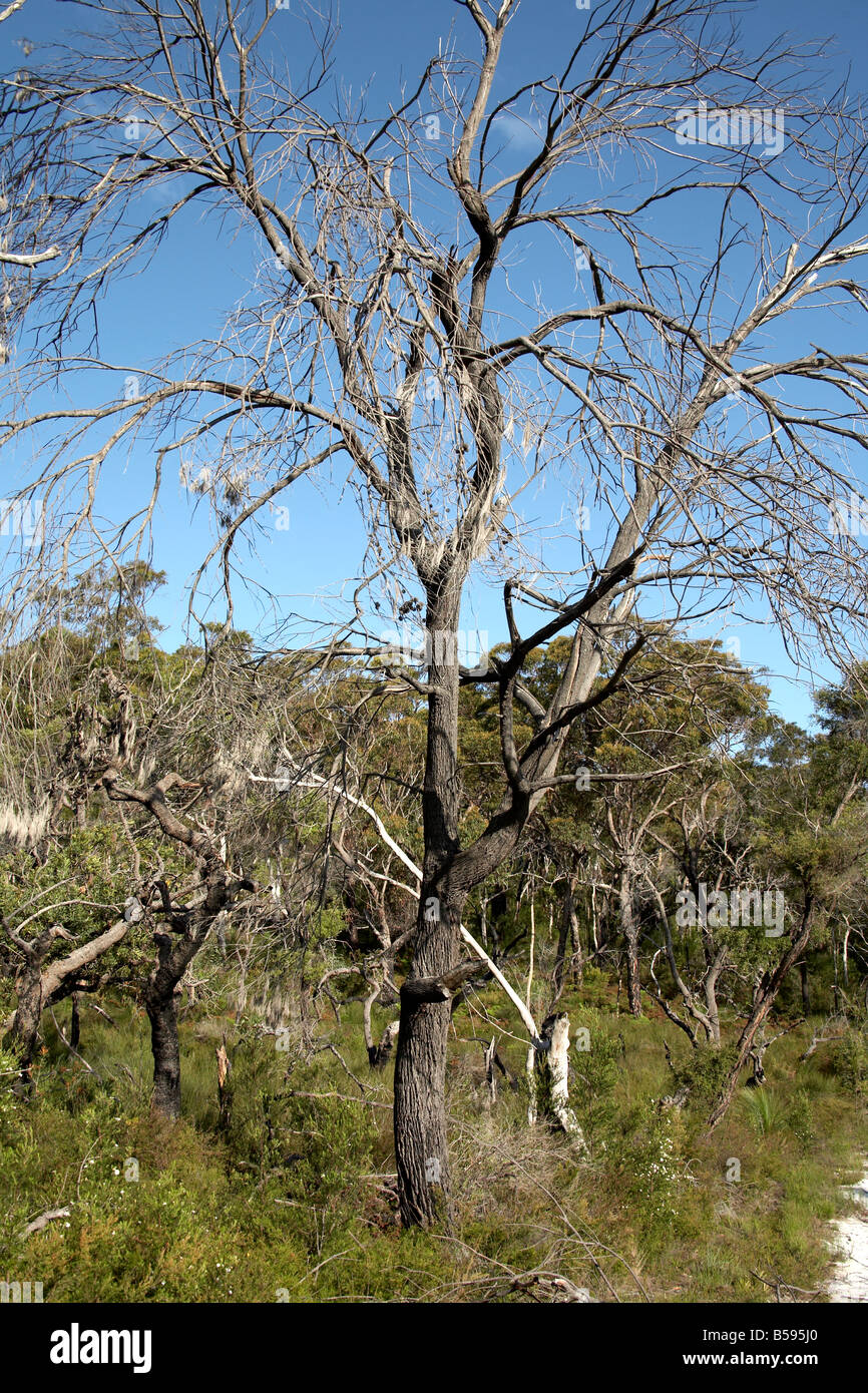 She oak tree hi-res stock photography and images - Alamy