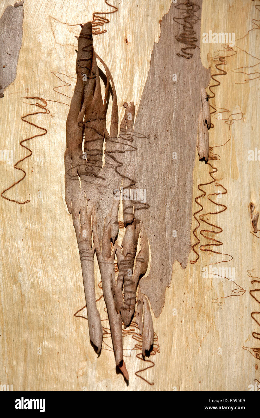 Squggley markings scribbley gum eucalyptus tree insect trail above and ...