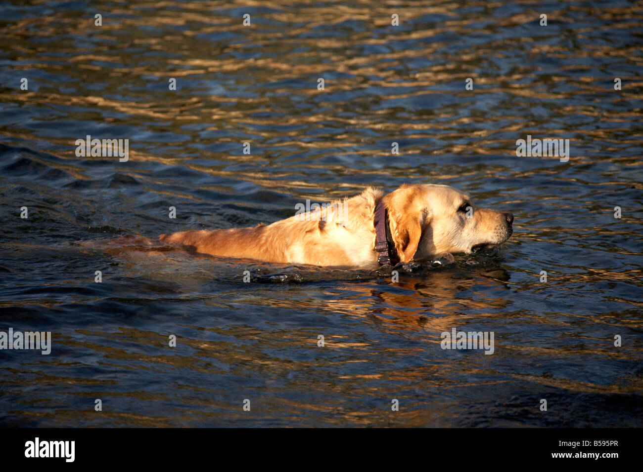 Golden labrador retriever swimming sea in evening sunlight at Amity ...