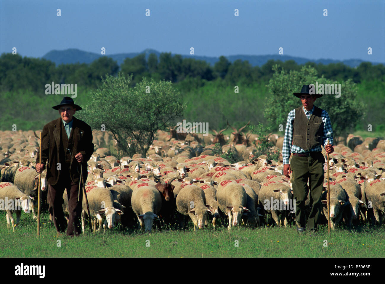 Sheep and herdsman St Remy Provence France Stock Photo - Alamy