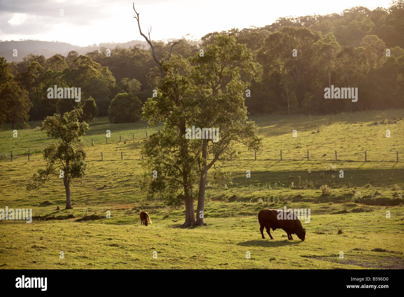 Beautiful scenic agricultural landscape with green fields cattle or ...