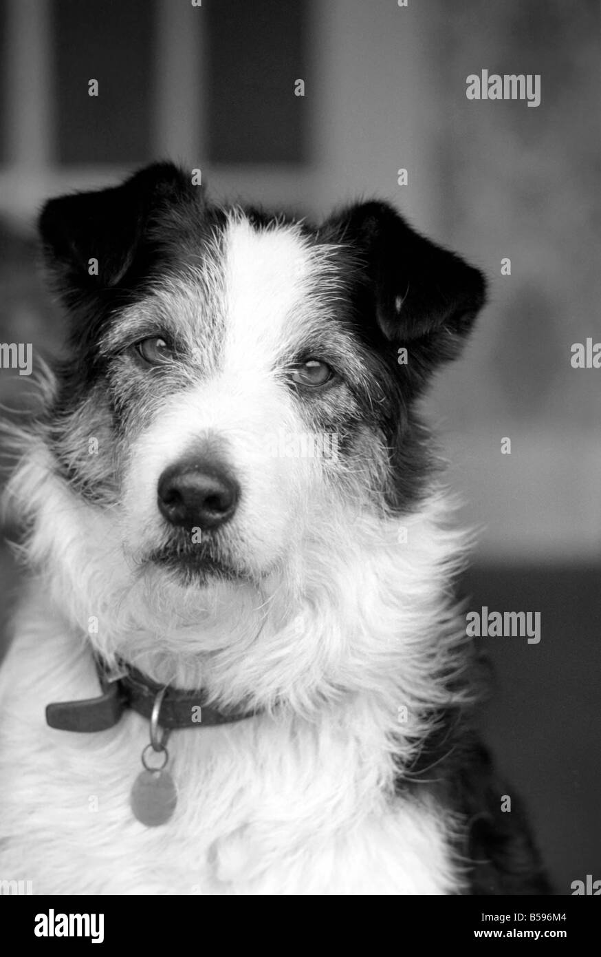 Alexander great dog hi-res stock photography and images - Alamy